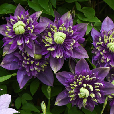 Clematis florida 'Taiga' Deciduous Flowering Climber Garden Shrub Plant ...