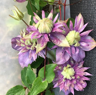 Clematis florida Taiga Hardy Climber Perennial Plant