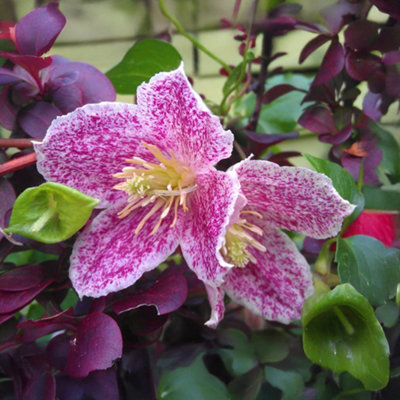 Clematis Freckles Plant Outdoor Garden Ready Climber Border Trellis ...