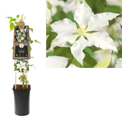 Clematis Gladys Picard, 17cm Pot Size, 75cm Tall, Clematis, Indoor ...