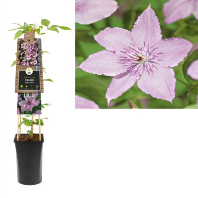 Clematis Hagley Hybrid, 17cm Pot Size, 75cm Tall, Clematis, Indoor ...