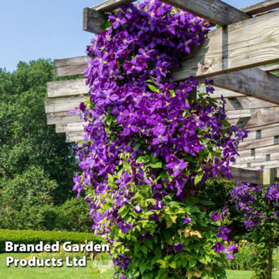 Clematis Jackmanii 3 Litre Potted Plant x 1