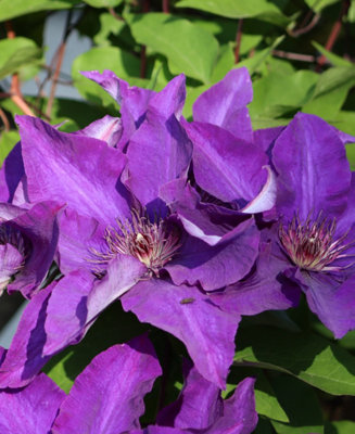 Clematis Lindsay - Huge Deep Purple Flowers On This Compact Climber - 1 ...