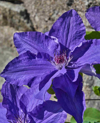 Clematis Lindsay - Huge Deep Purple Flowers On This Compact Climber - 1 ...