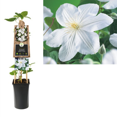 Clematis Madame Le Coultre, 17cm Pot Size, 75cm Tall, Clematis, Indoor ...