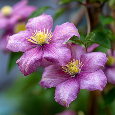 Clematis Margaret Hunt