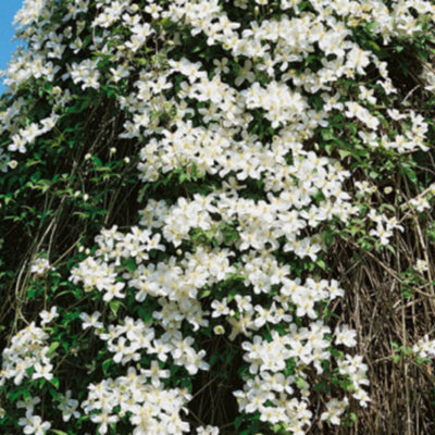 Clematis Montana Alba White Climber Fast-Growing Vigorous Screening Plant