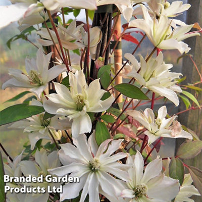 Clematis montana Champagne Truffle - 9cm Potted Plant x 3