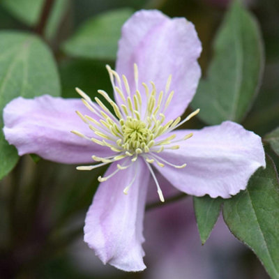 Clematis Montana Elizabeth 3 Litre Potted Plant x 1