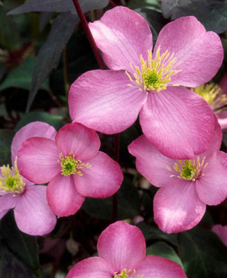 Clematis montana Freda - 1 x 7cm pot