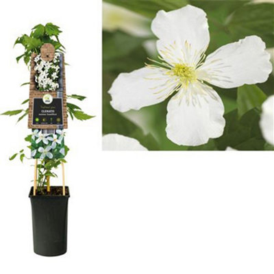 Clematis Montana Grandiflora, 17cm Pot Size, 75cm Tall, Clematis ...