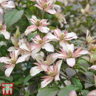 Clematis montana Marjorie 1.7 Litre Potted Plant x 1