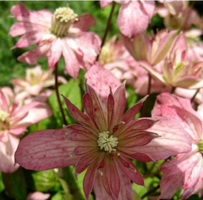 Clematis Montana Marjorie Climbing Plant 3-4ft Supplied in a 2/3 Litre Pot
