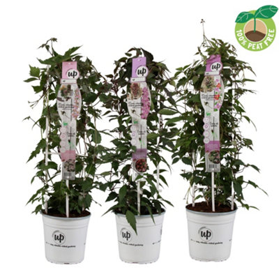 Clematis montana mix, 23cm Pot Size, 90cm Tall, Climbers, Live Plants