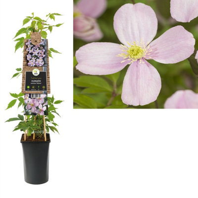 Clematis Montana Rubens, 17cm Pot Size, 75cm Tall, Clematis, Indoor ...