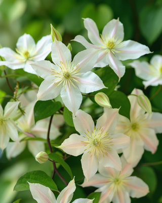 Clematis montana Spooneri Large Pure White Flowers Fast Growing ...