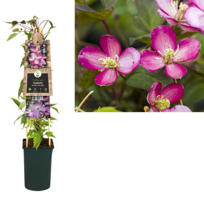 Clematis Montana Van Gogh, 17cm Pot Size, 75cm Tall, Clematis, Indoor ...