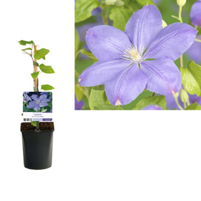 Clematis Mrs. Cholmondeley, 11cm Pot Size, 40cm Tall, Clematis,Indoor ...