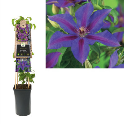 Clematis Mrs. N. Thompson, 17cm Pot Size, 75cm Tall, Clematis, Indoor ...