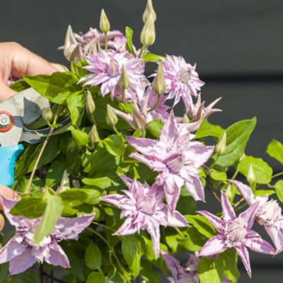 Clematis Multi Pink - Pink Blooms, Climbing Vine, Morning Sun (20-30cm ...