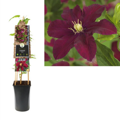Clematis Niobe, 17cm Pot Size, 75cm Tall, Clematis, Indoor Houseplant