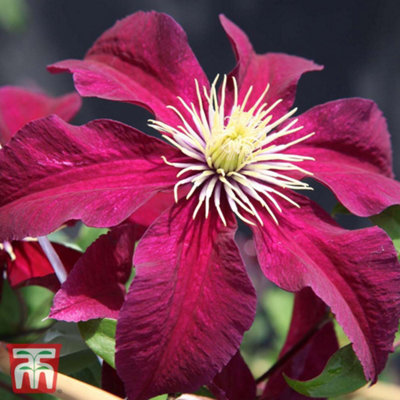 Clematis Niobe 9cm Potted Plant x 1