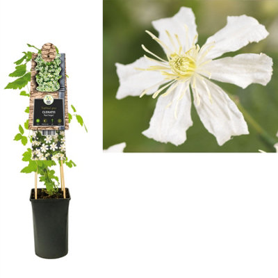 Clematis Paul Farges, 17cm Pot Size, 75cm Tall, Clematis, Indoor Houseplant