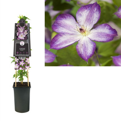 Clematis Pernille, 17cm Pot Size, 75cm Tall, Clematis, Indoor Houseplant