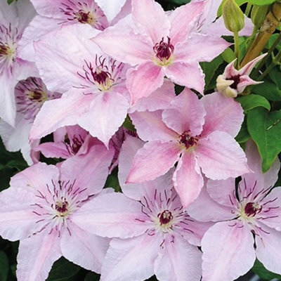 Clematis Pink Fantasy Deciduous Climber Outdoor Flowering Garden Plant ...
