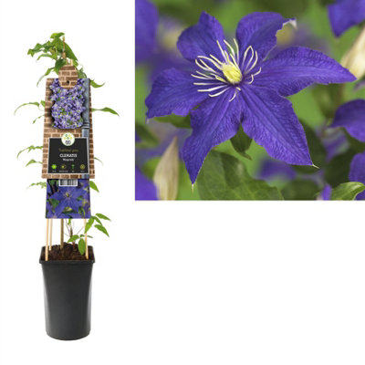 Clematis Rhapsody, 17cm Pot Size, 75cm Tall, Clematis, Indoor Houseplant
