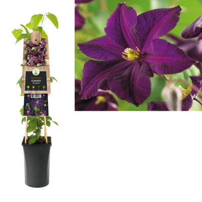 Clematis Romantika, 17cm Pot Size, 75cm Tall, Clematis, Indoor Houseplant
