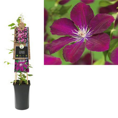 Clematis Rouge Cardinal, 17cm Pot Size, 75cm Tall, Clematis, Indoor ...