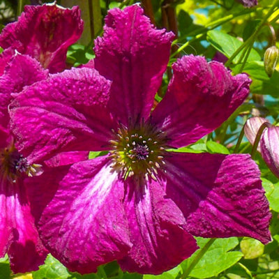 Clematis Rubra - Deep Pink Blooms, Climbing Vine, Morning Sun (20-30cm ...