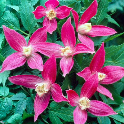 Clematis Ruby - Ruby Red Blooms, Climbing Vine, Morning Sun (20-30cm ...