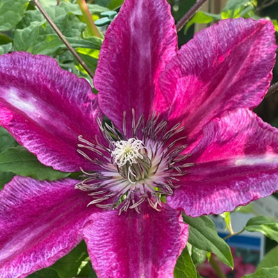 Clematis Ruby - Ruby Red Blooms, Climbing Vine, Morning Sun (20-30cm ...