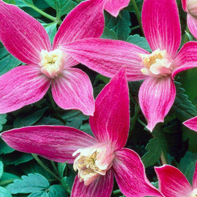 Clematis Ruby - Ruby Red Blooms, Climbing Vine, Morning Sun (20-30cm ...