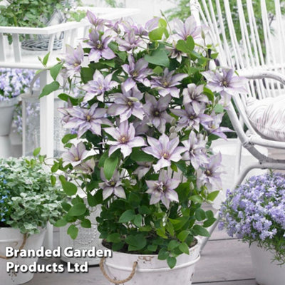 Clematis Samaritan Jo 15cm Potted Plant x 1