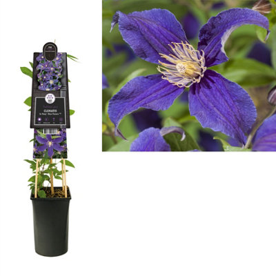 Clematis So Many Blue Flowers, 17cm Pot Size, 75cm Tall, Clematis ...