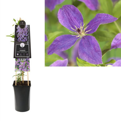 Clematis So Many Lavender Flow, 17cm Pot Size, 75cm Tall, Clematis ...