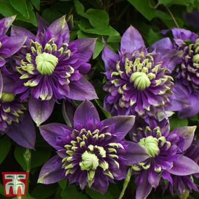 Clematis Taiga 9cm Potted Plant x 2
