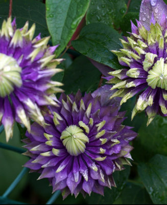 Clematis Taiga - A Stunning Climber supplied in a 9cm pot | DIY at B&Q