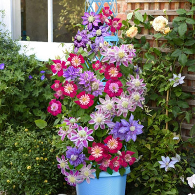 Clematis Taiga Double Violet & White Climber with Barrel Tower Pot - 1x ...