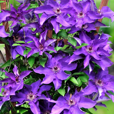 Clematis The President - Large Purple Flowers, Climbing Plant, Hardy ...