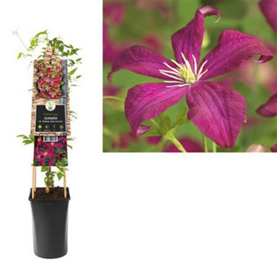 Clematis Vit. Madame Julia Cor, 17cm Pot Size, 75cm Tall, Clematis ...