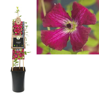 Clematis Vit. Rubra, 17cm Pot Size, 75cm Tall, Clematis, Indoor Houseplant