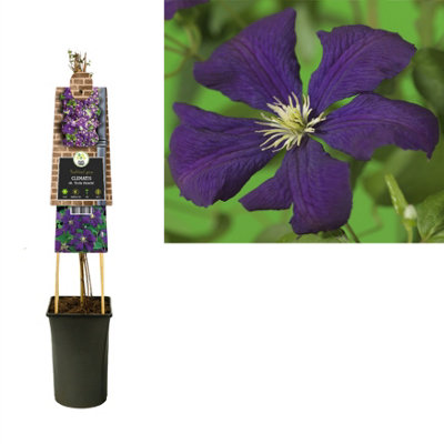 Clematis Vit. Vitiwester, 17cm Pot Size, 75cm Tall, Clematis, Indoor ...