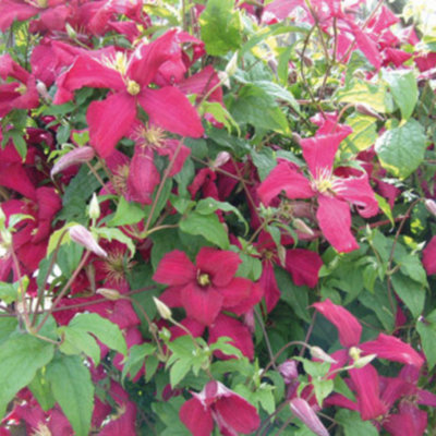 Clematis viticella Madame Julia Correvon Wine Red Flowering Climbing Plant