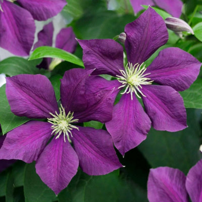 Clematis Warszawa Nike - Striking Purple Blooms, Climbing Vine, Morning ...