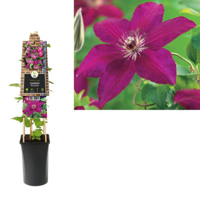 Clematis Westerplatte, 17cm Pot Size, 75cm Tall, Clematis, Indoor ...