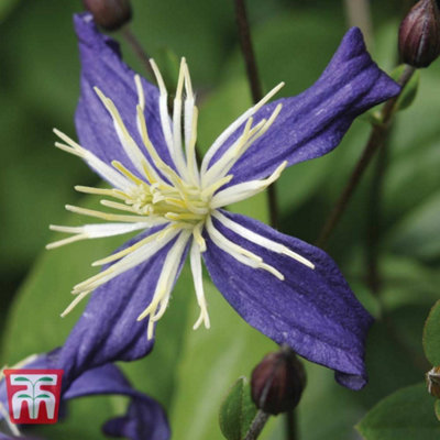 Clematis x aromatica 7cm Pot x 3